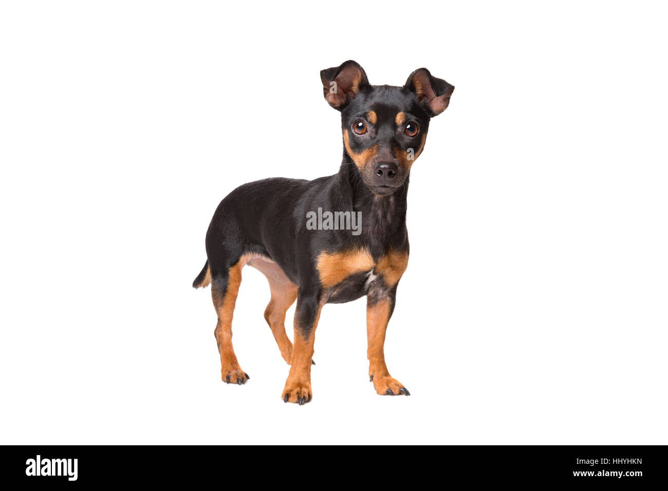 black and tan jack russel terrier in front of a white background Stock ...