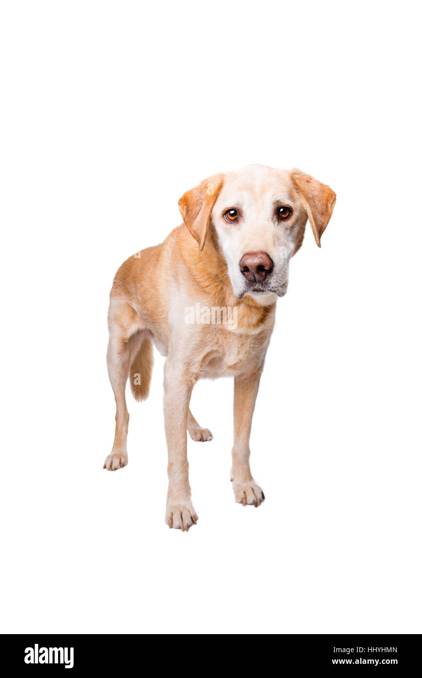 old Labrador standing in front of a white background Stock Photo - Alamy