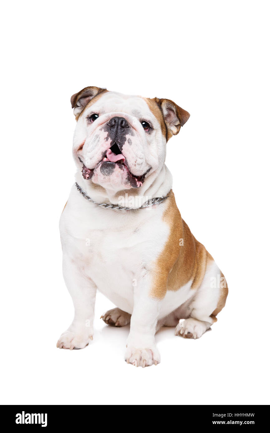 English Bulldog in front of a white background Stock Photo - Alamy