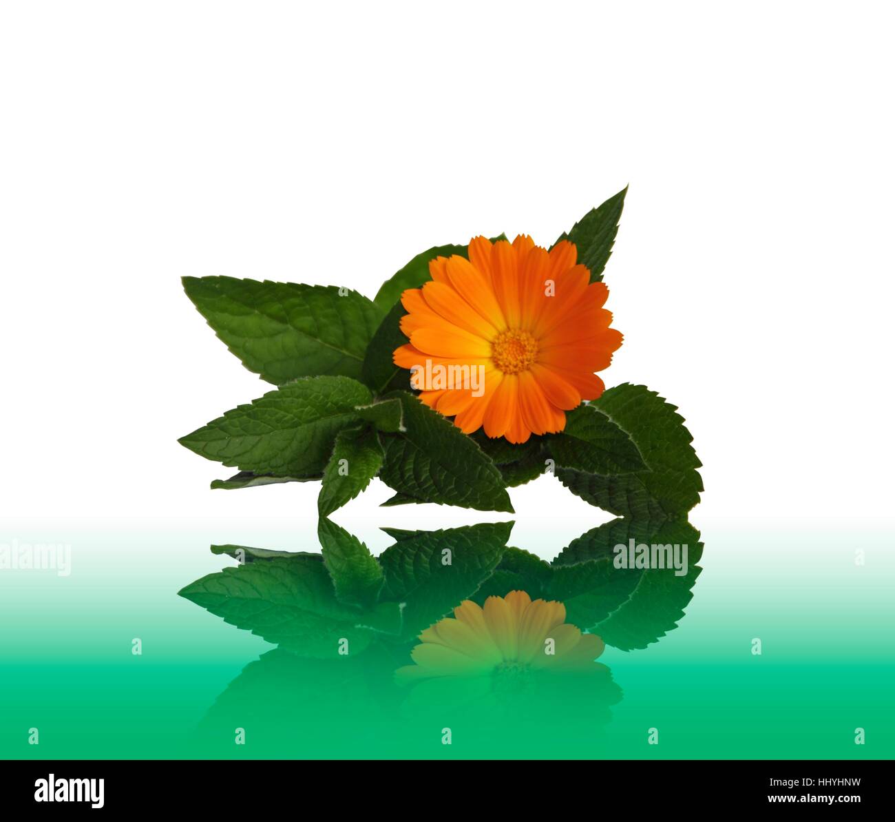 flower, plant, mint, page, sheet, orange, flower, plant, reflection ...
