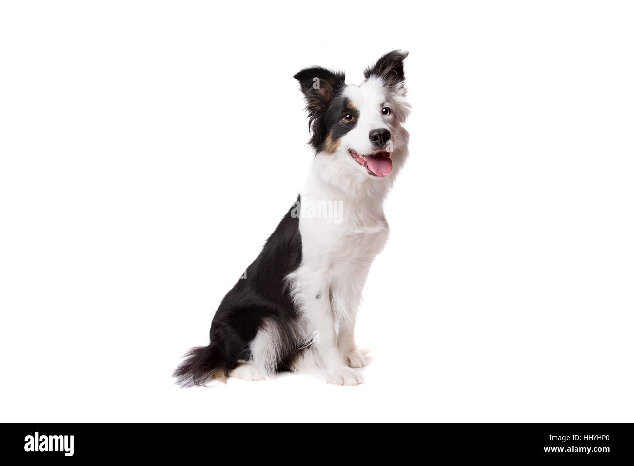 Border Collie in front of a white background Stock Photo - Alamy