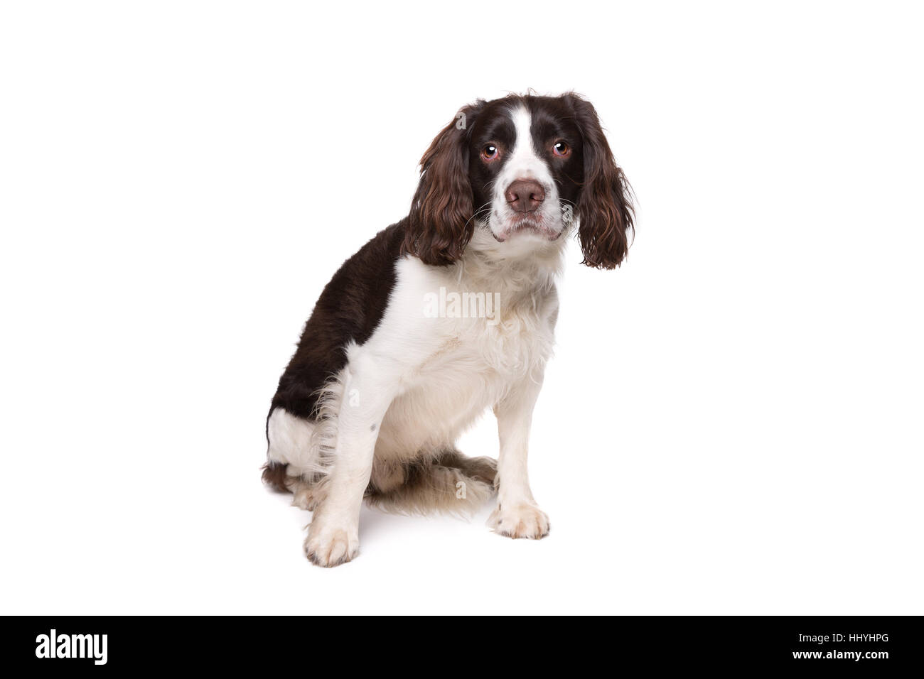 springer spaniel in front of a white background Stock Photo - Alamy