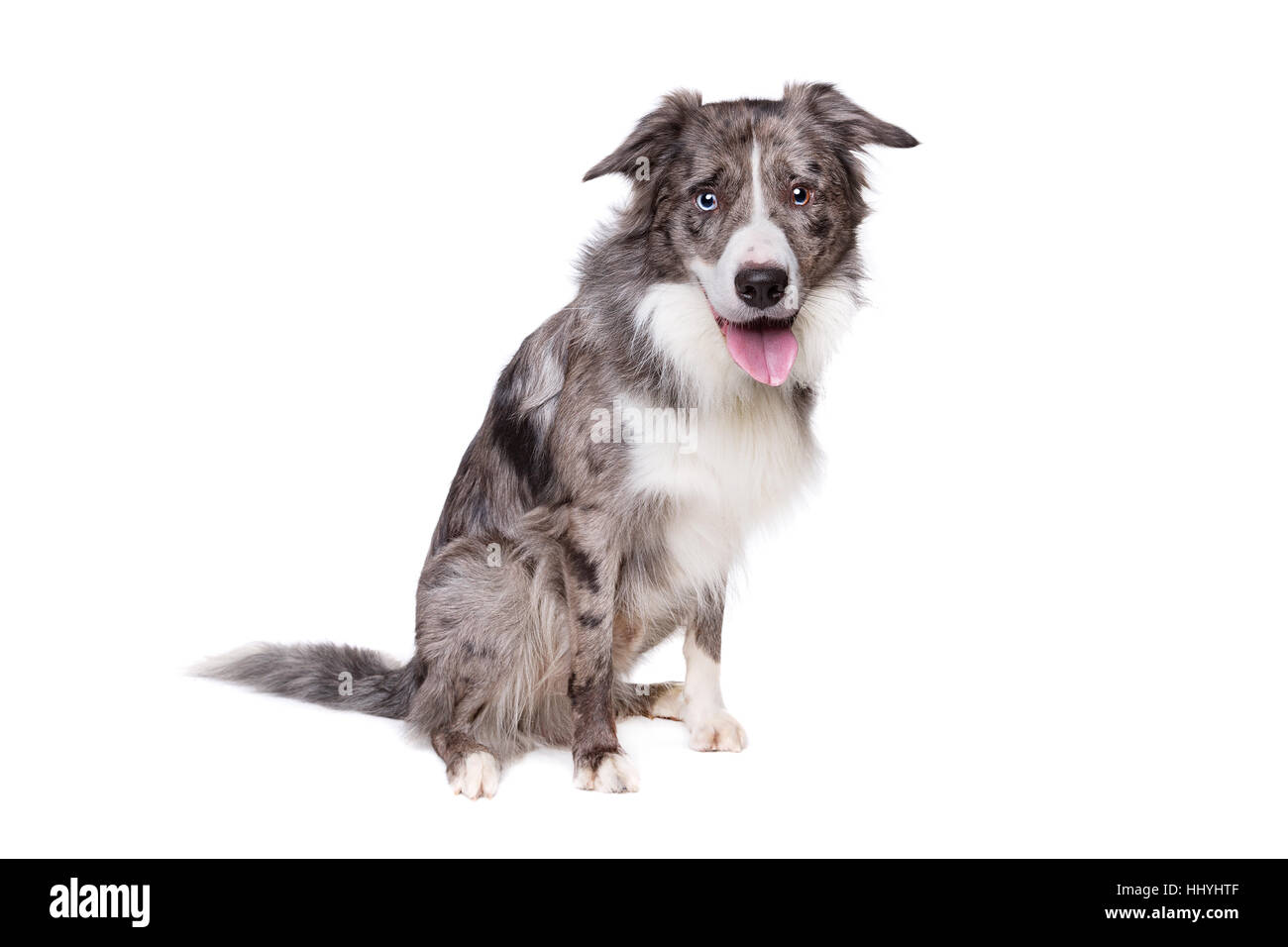 Border Collie in front of a white background Stock Photo - Alamy