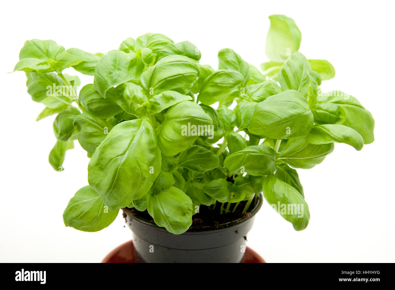 Basilikumpflanze hi-res stock photography and images - Alamy