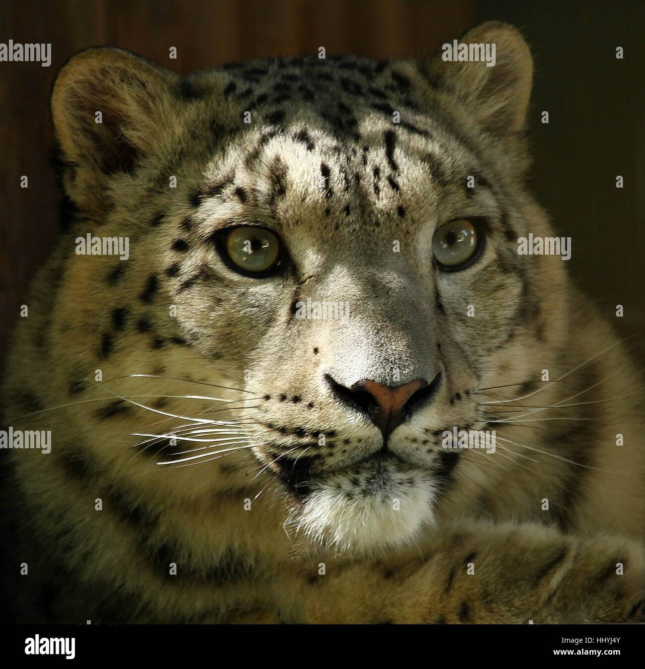 mammal, lone wolf, portrait, big cat, feline predator, predator ...
