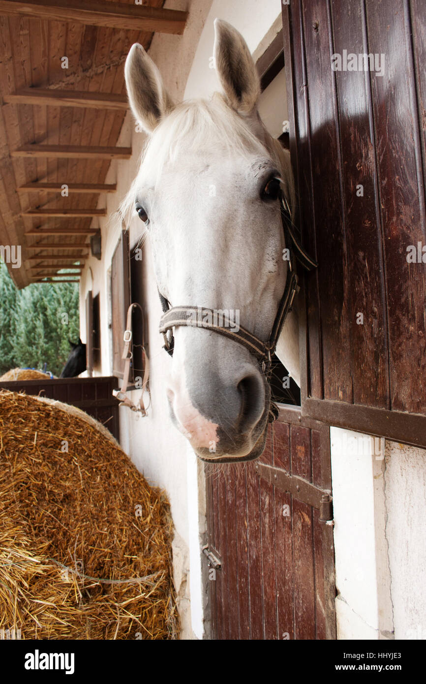 horse,mammal,animals,hobby,stable,horse riding,stable window,white ...
