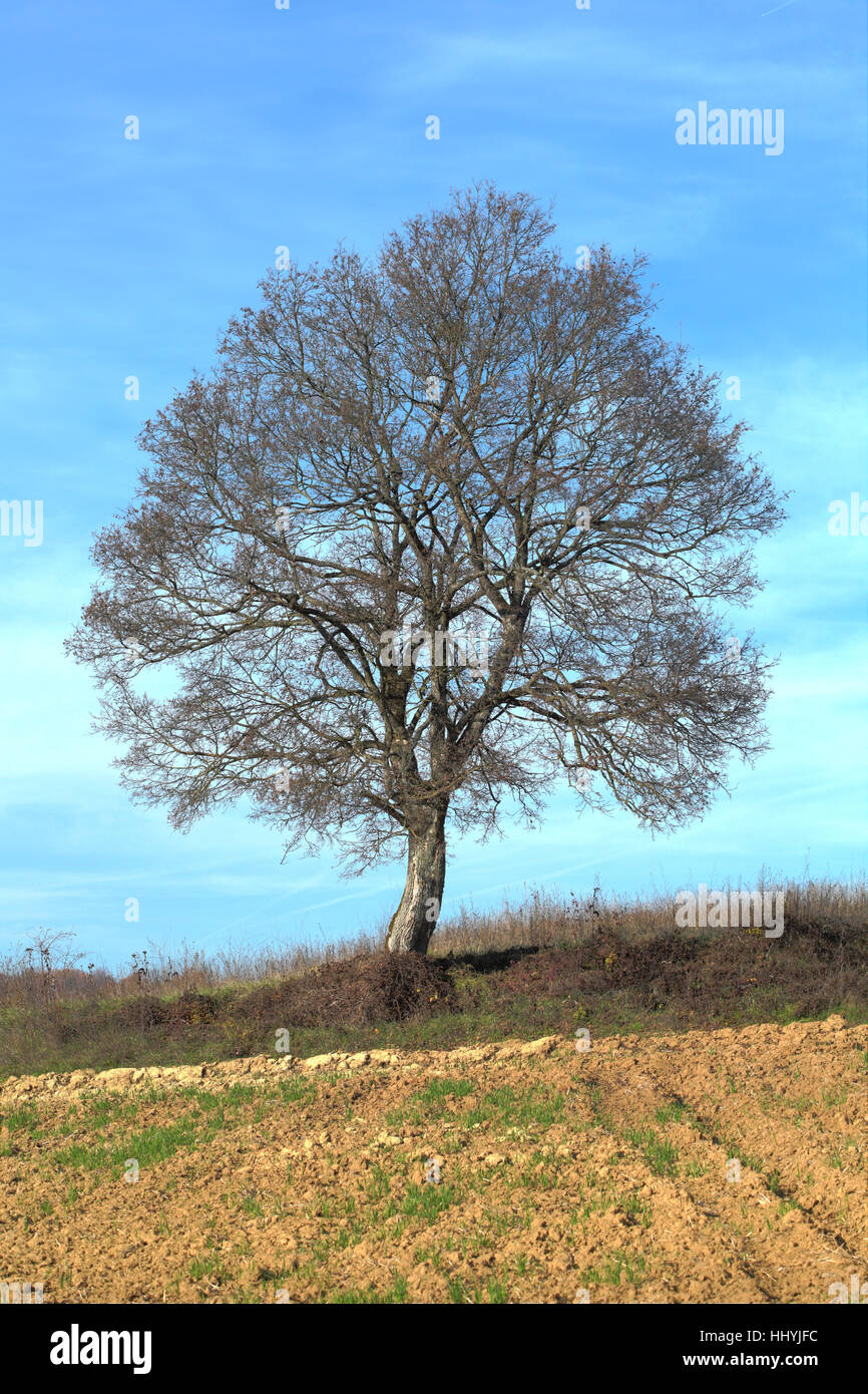 tree, oak, one, idyllic, growth, landscape, scenery, countryside ...