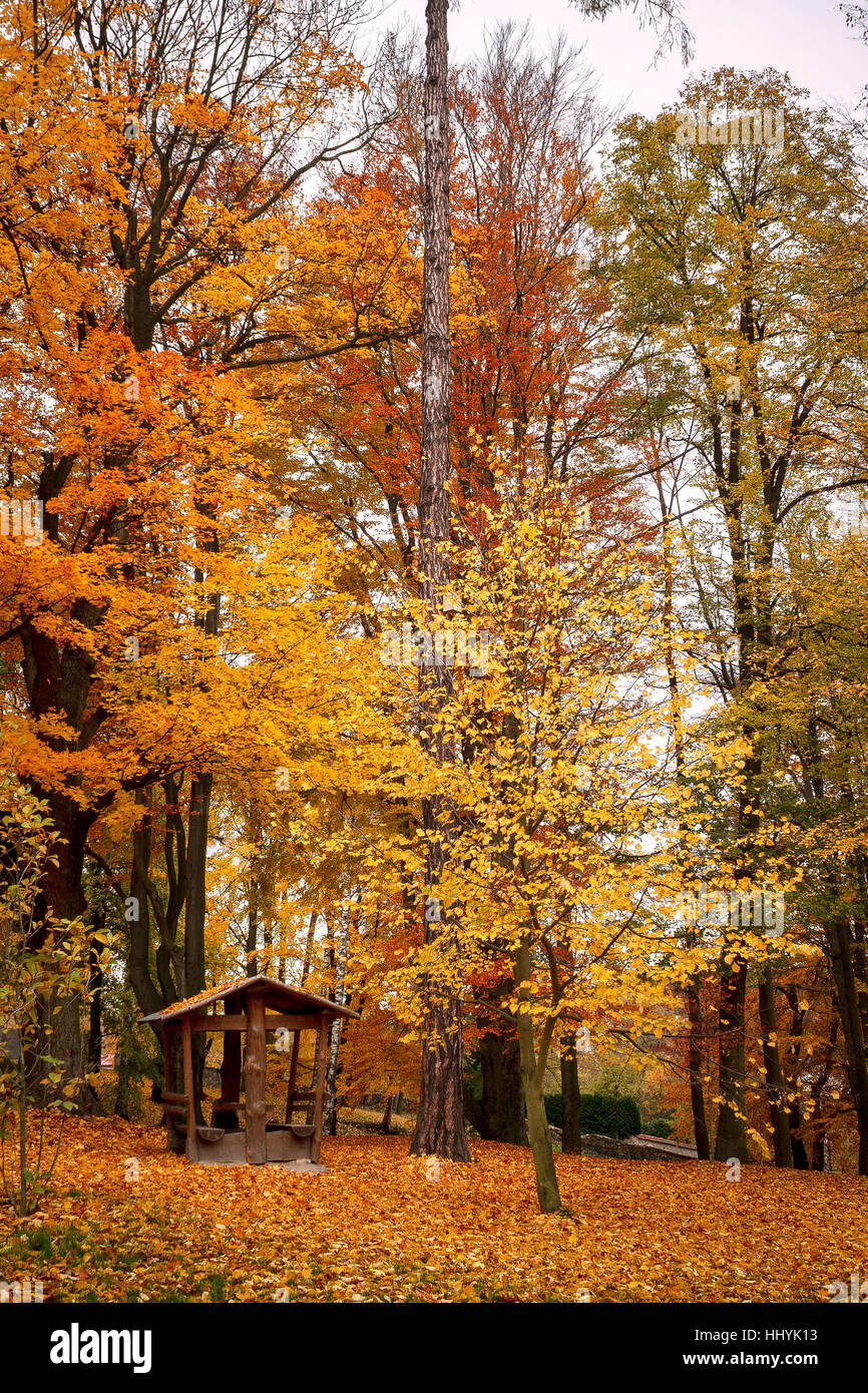colour, color, nature, fall, autumn, leaf, environment, enviroment ...