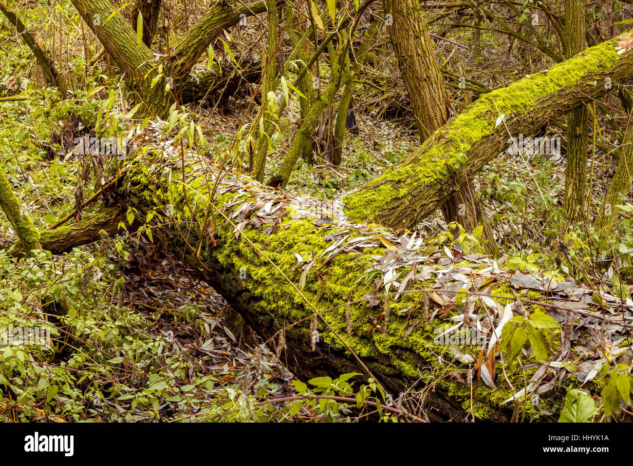 colour, color, nature, fall, autumn, tree, brown, brownish, brunette ...