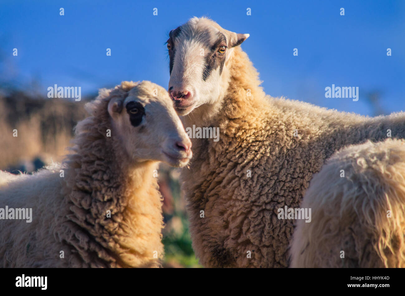Sheeps in nature on meadow. Farming outdoor, Crete, Greece Stock Photo ...