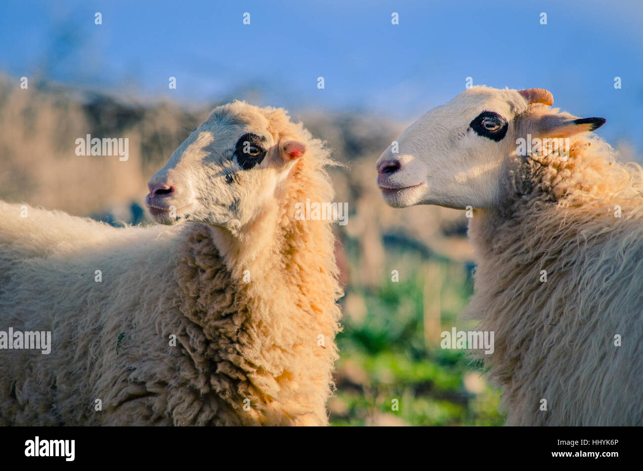 Sheeps in nature on meadow. Farming outdoor, Crete, Greece Stock Photo ...