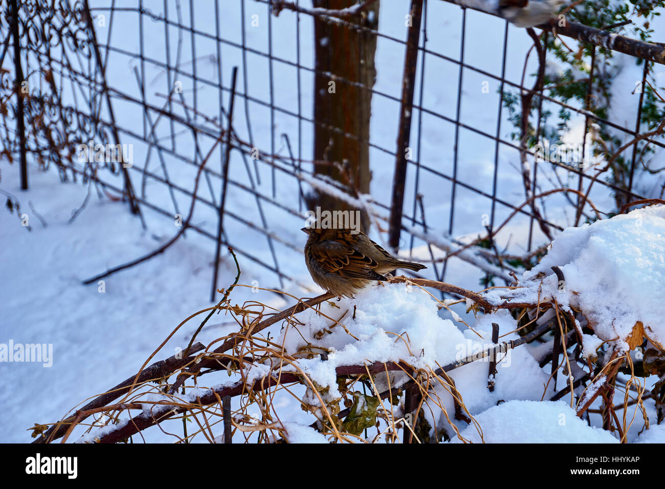 Beautiful scenes in the winter with lot of snow Stock Photo - Alamy
