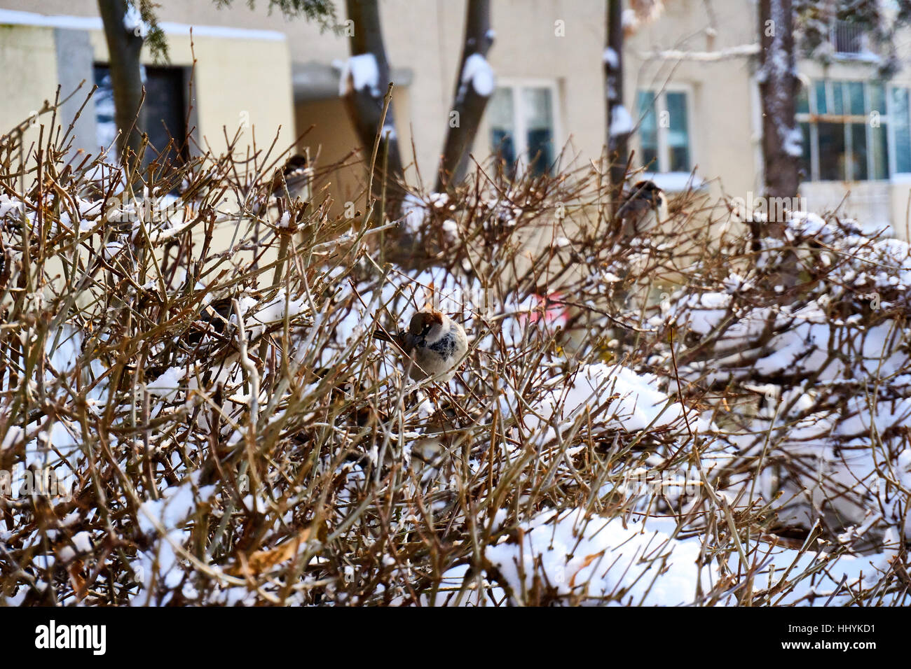 Beautiful scenes in the winter with lot of snow Stock Photo - Alamy