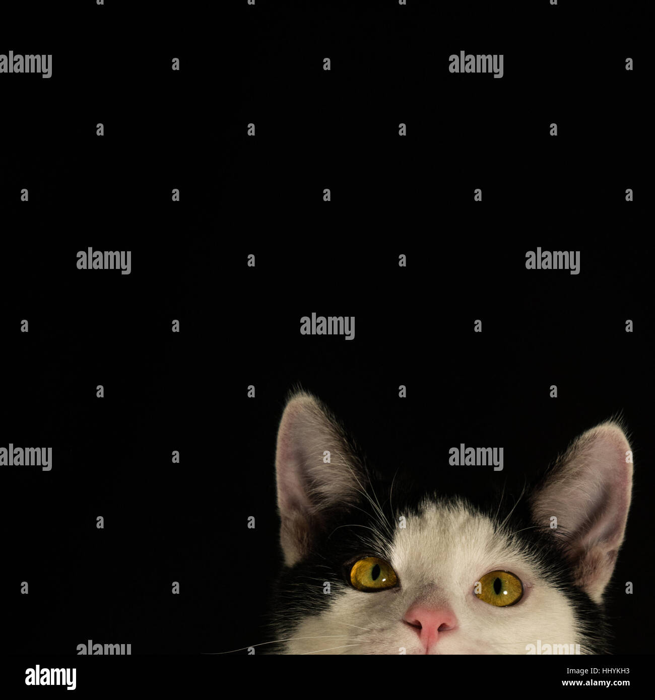 Kater hi-res stock photography and images - Alamy