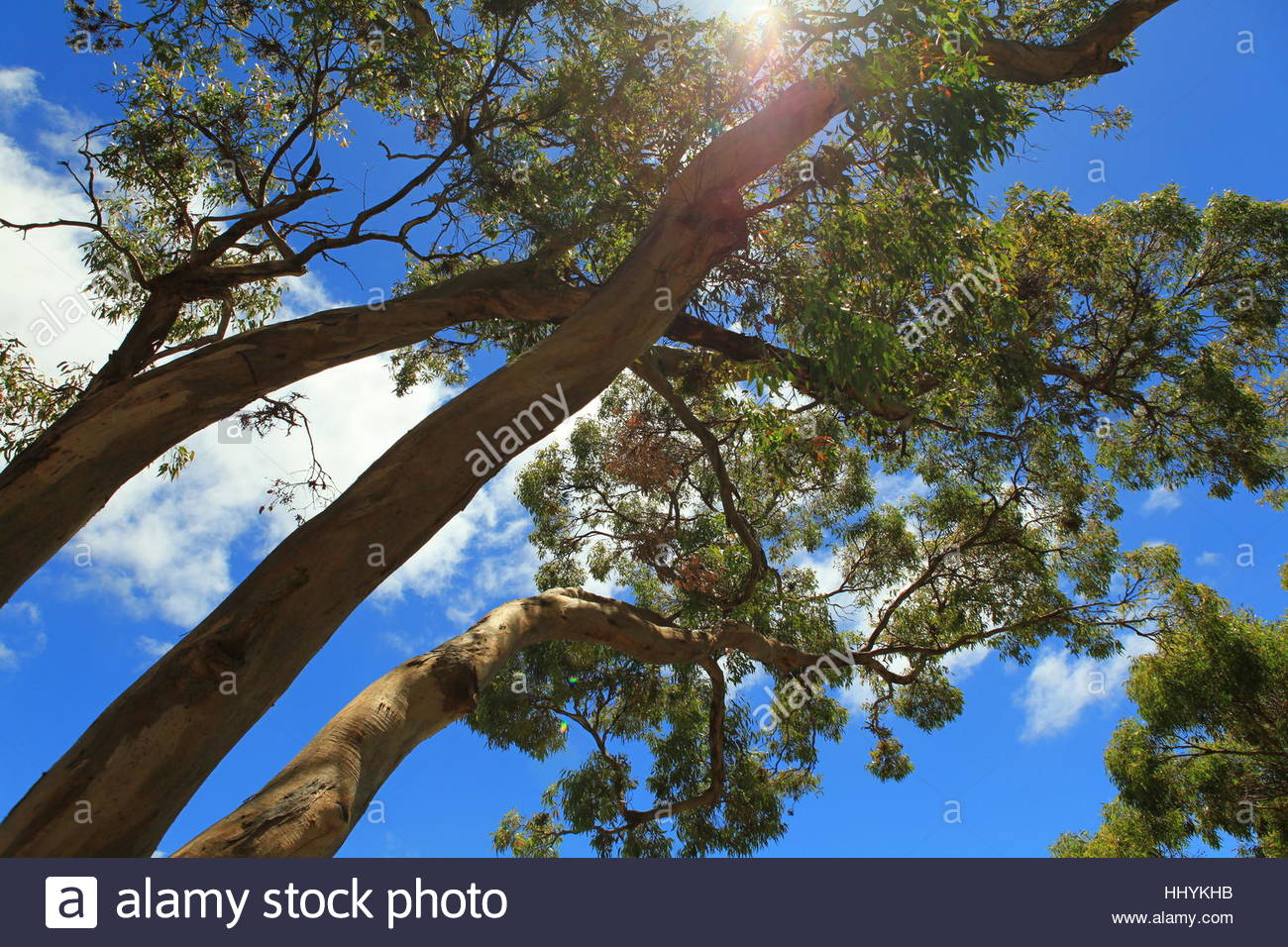 Australian Gum Tree High Resolution Stock Photography and Images - Alamy
