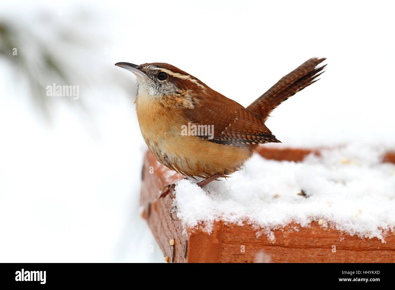 Carolina wren snow hi-res stock photography and images - Alamy
