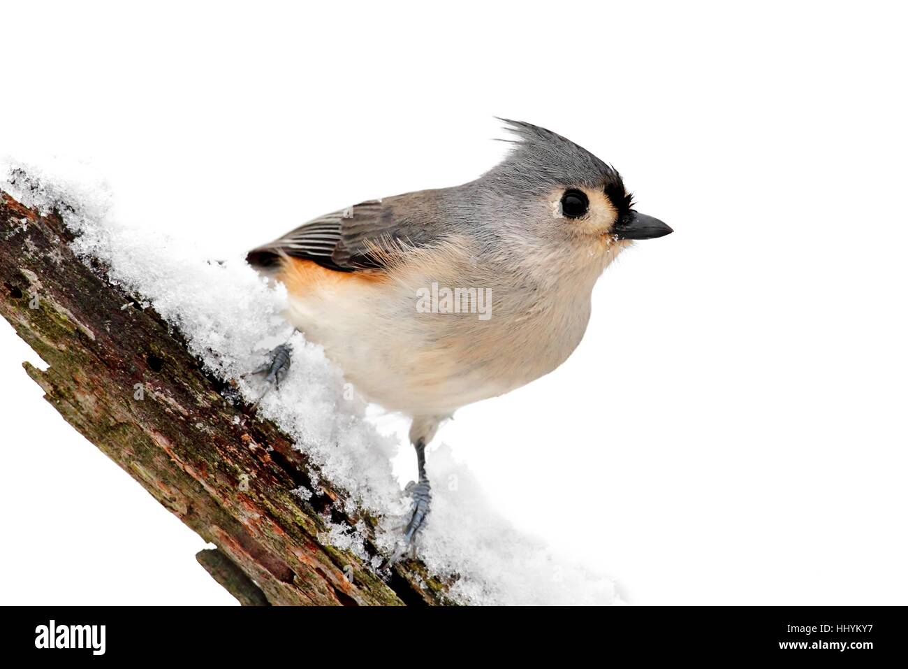 isolated, bird, wildlife, titmouse, white, nature, isolated, winter ...