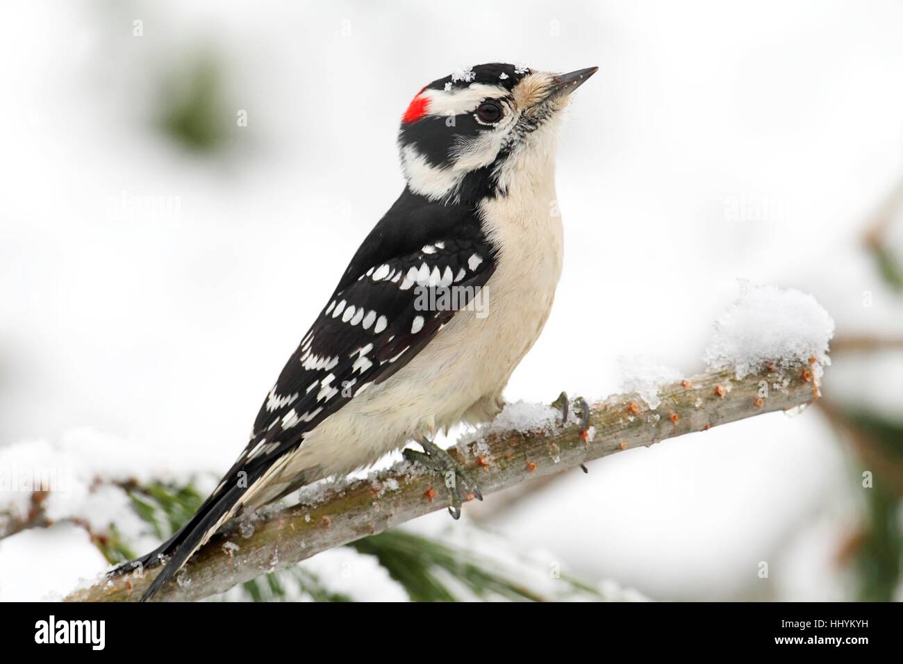 bird, woodpecker, animal, bird, fauna, wild, snow, coke, cocaine ...