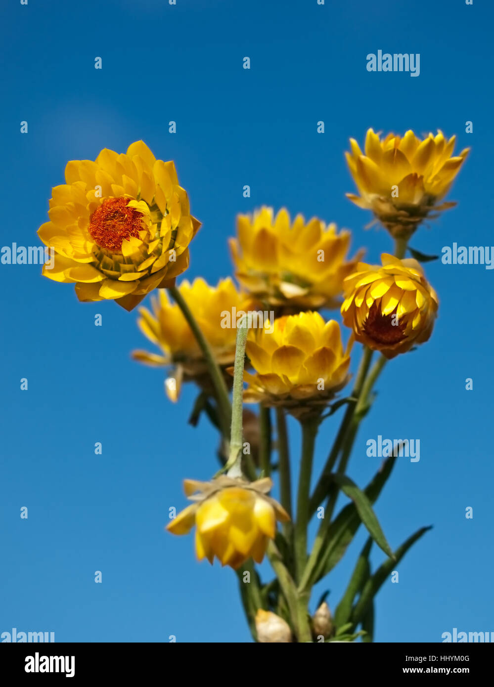blue, flower, plant, bouquet, daisy, firmament, sky, yellow, blue ...