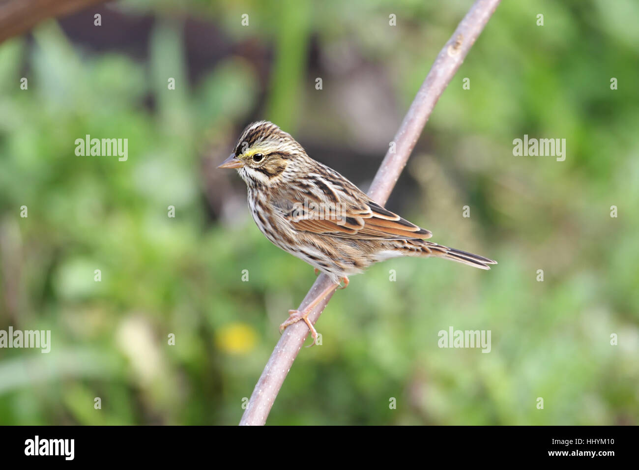 Savannah Sparrow (Passerculus sandwichensis) on a bush Stock Photo - Alamy