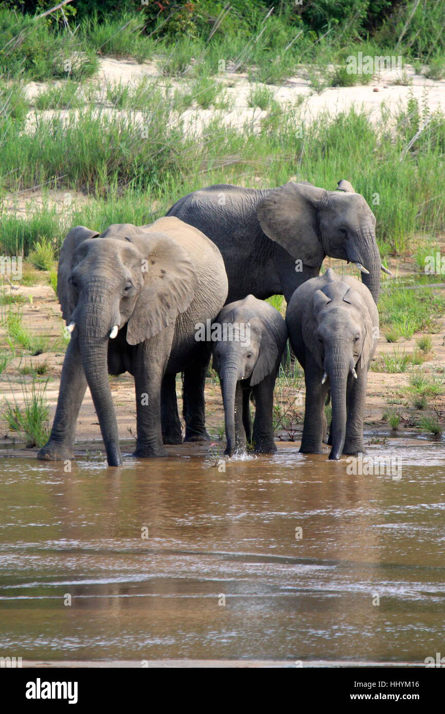 greeting, proboscis, kiss, beating of the heart, hug, embracement ...