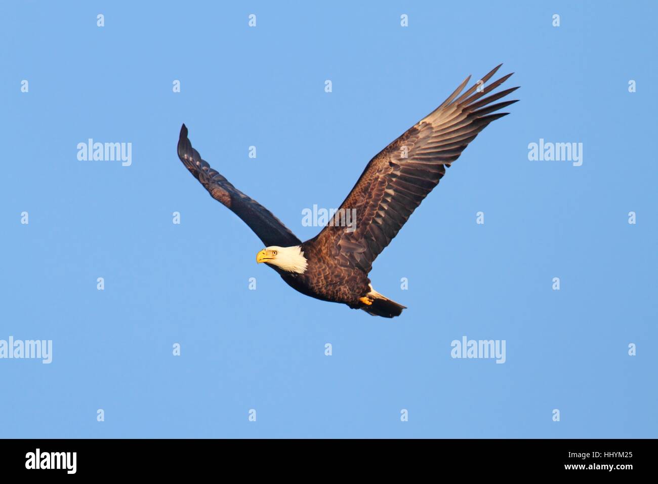 bird, wild, wildlife, eagle, hawks, bald, nature, blue, flight, animal ...