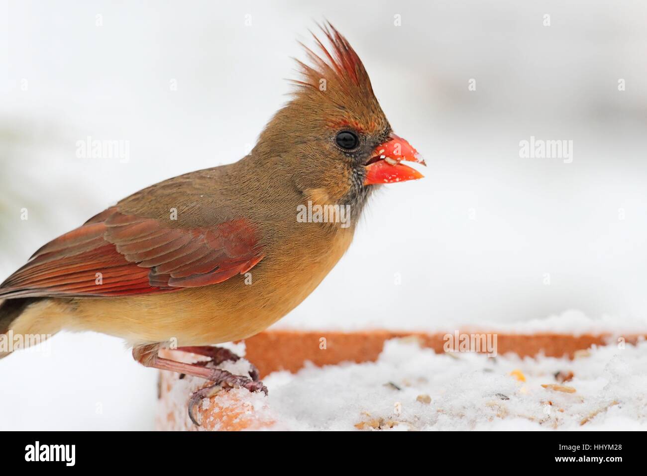 bird, wild, snow, coke, cocaine, material, drug, anaesthetic, addictive ...