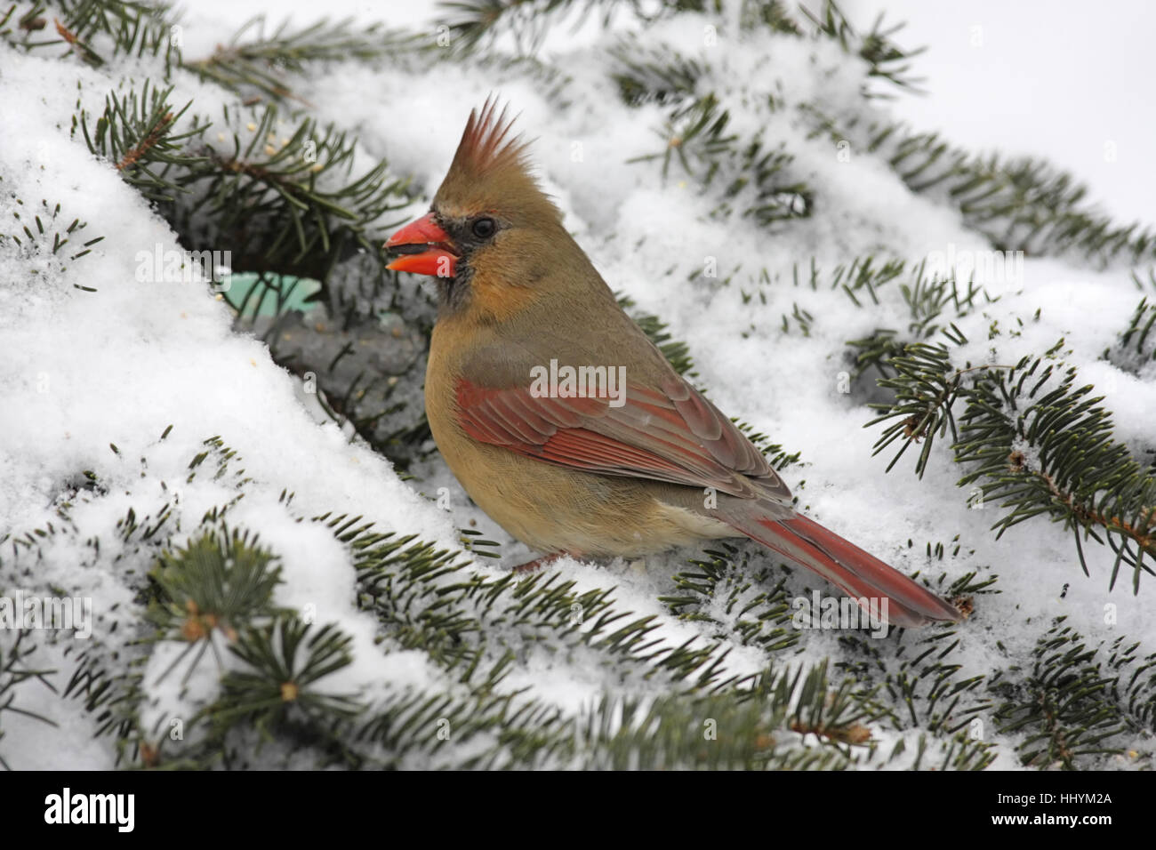 bird, wild, snow, coke, cocaine, material, drug, anaesthetic, addictive ...