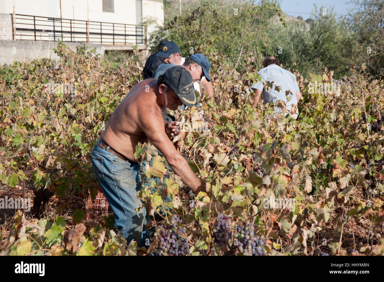 Grape picking hi-res stock photography and images - Alamy