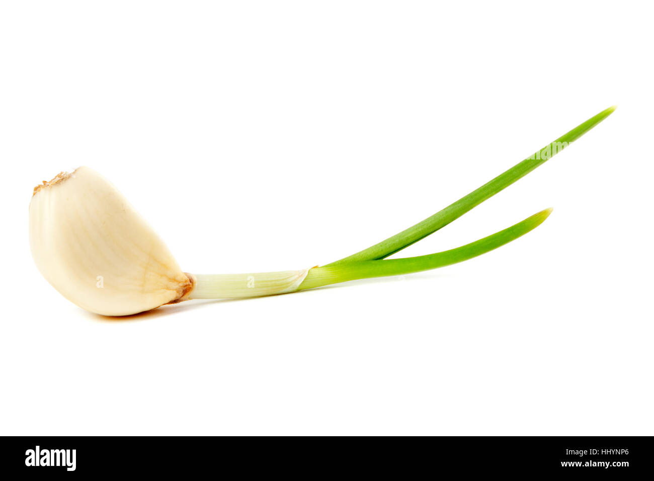 Sprouting garlic clove isolated on white background Stock Photo - Alamy