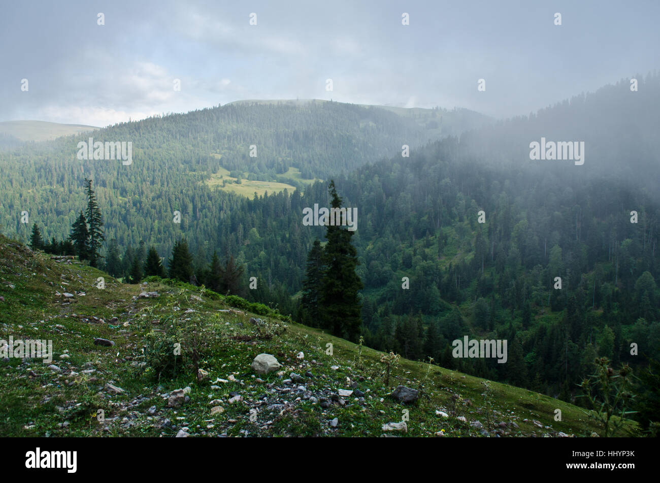 georgia, shine, shines, bright, lucent, light, serene, luminous, tree ...