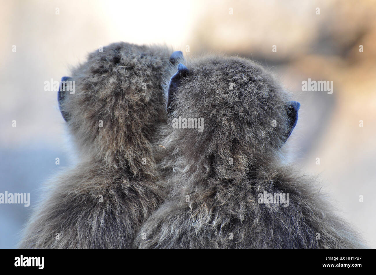 friendship, animals, affection, apes, cuddle, love, in love, fell in ...