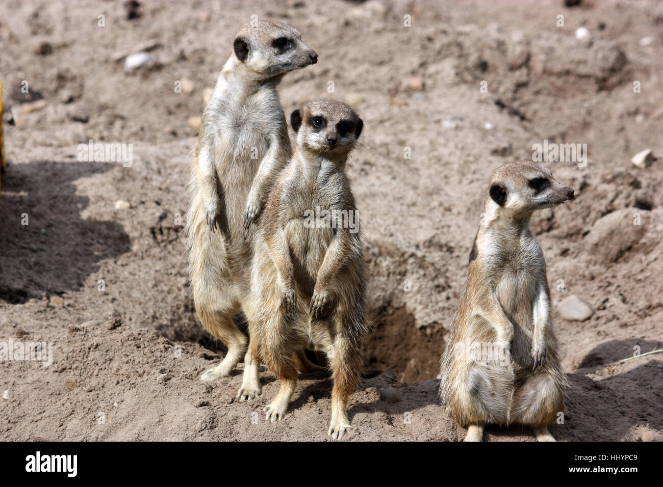 Scharrtiere hi-res stock photography and images - Alamy