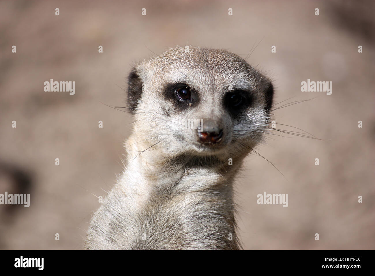 predator, felinely, some, several, a few, animal, africa, animals ...