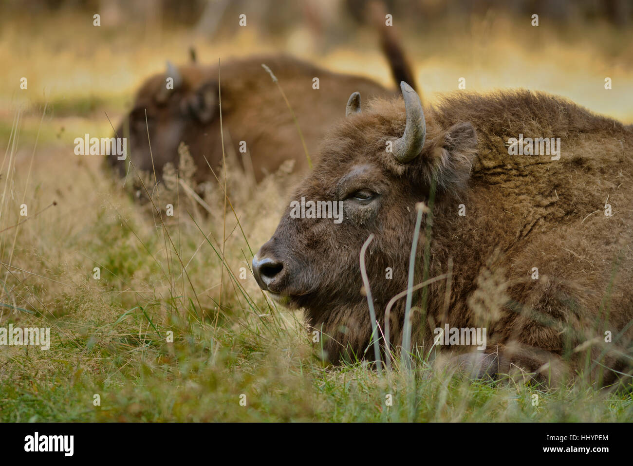 animal, mammal, bison, two, mammal, animals, lie, lying, lies, location ...