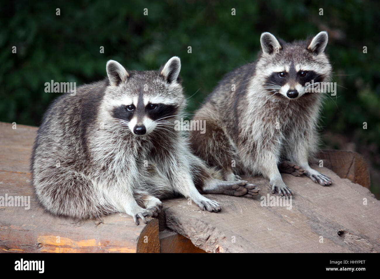 mammal, predator, raccoon, coon, raccoons, washable, animal, bear ...