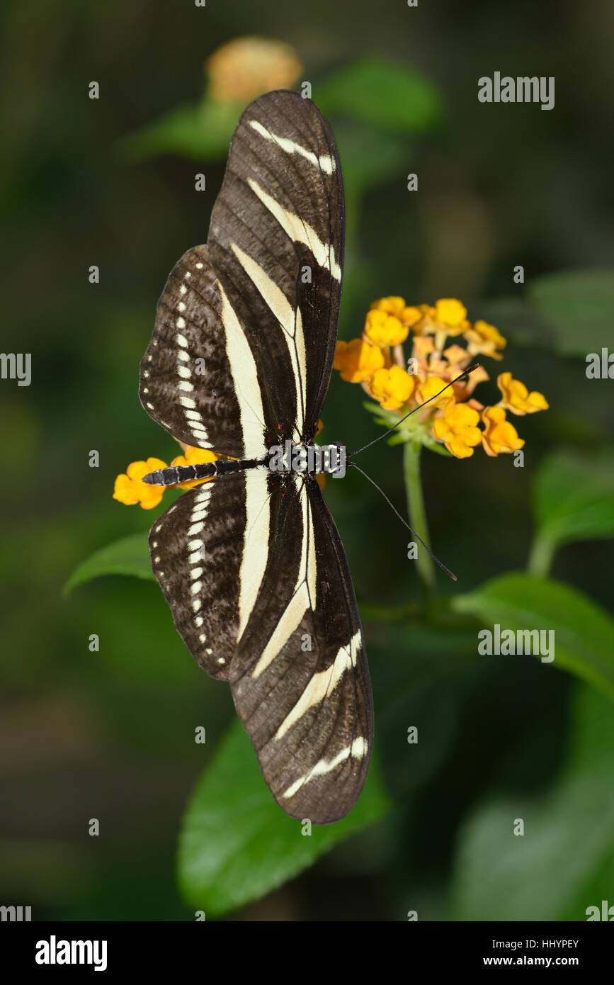 flower, plant, butterfly, bloom, blossom, flourish, flourishing, insect ...