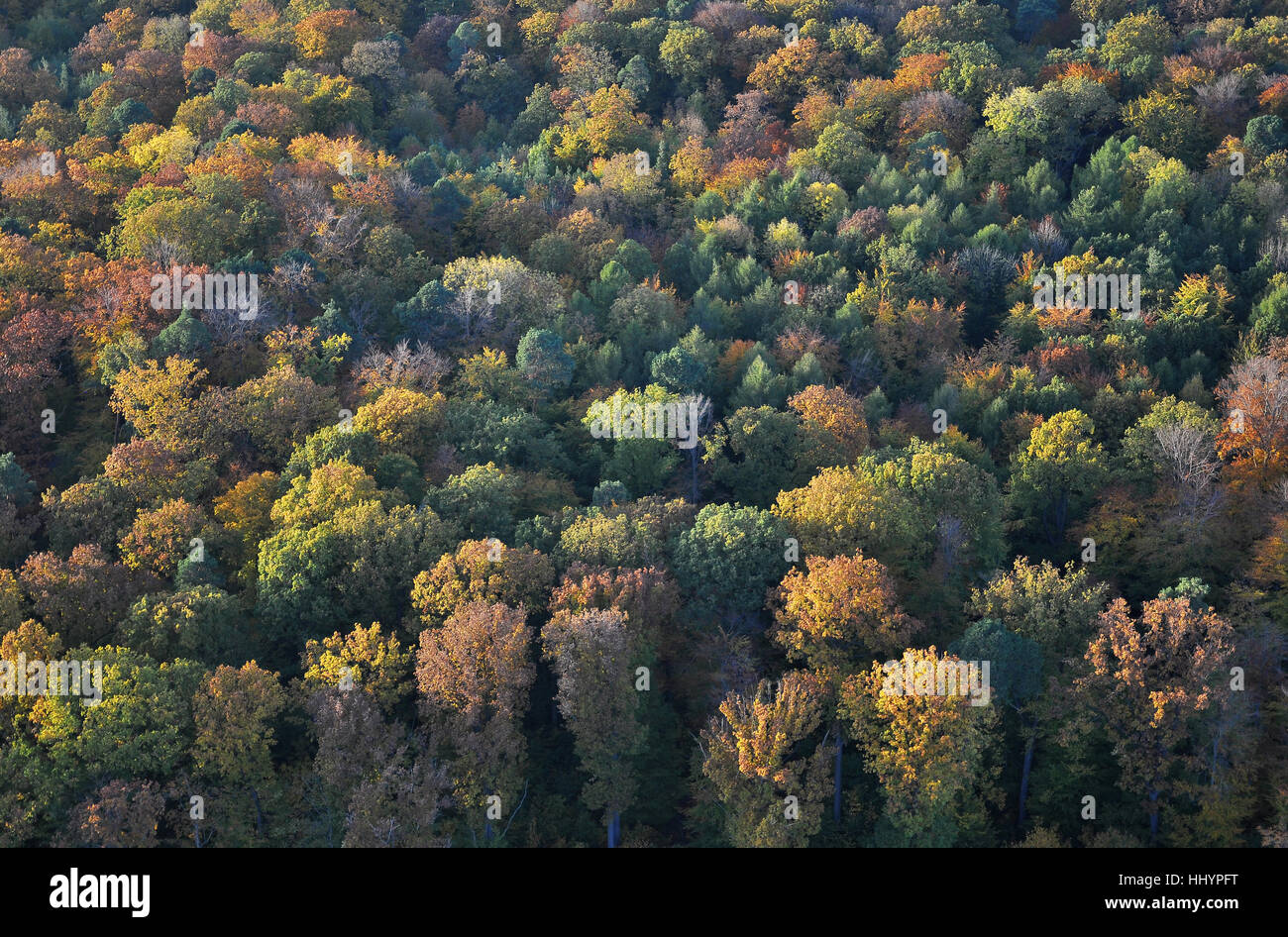 tree, trees, deciduous trees, season, germany, german federal republic ...