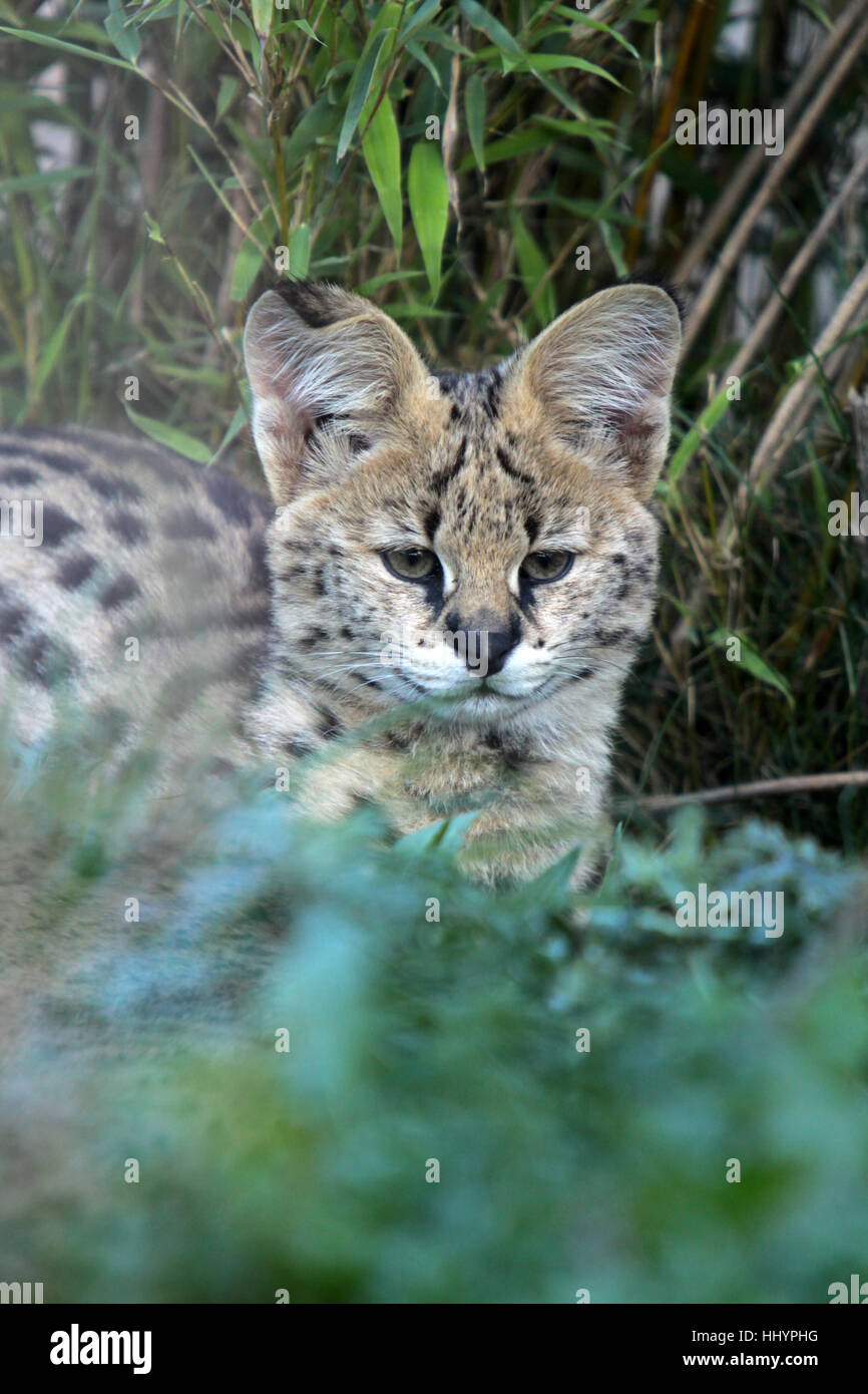 mammal, hunter, big cat, feline predator, predator, wildcat, pussycat ...