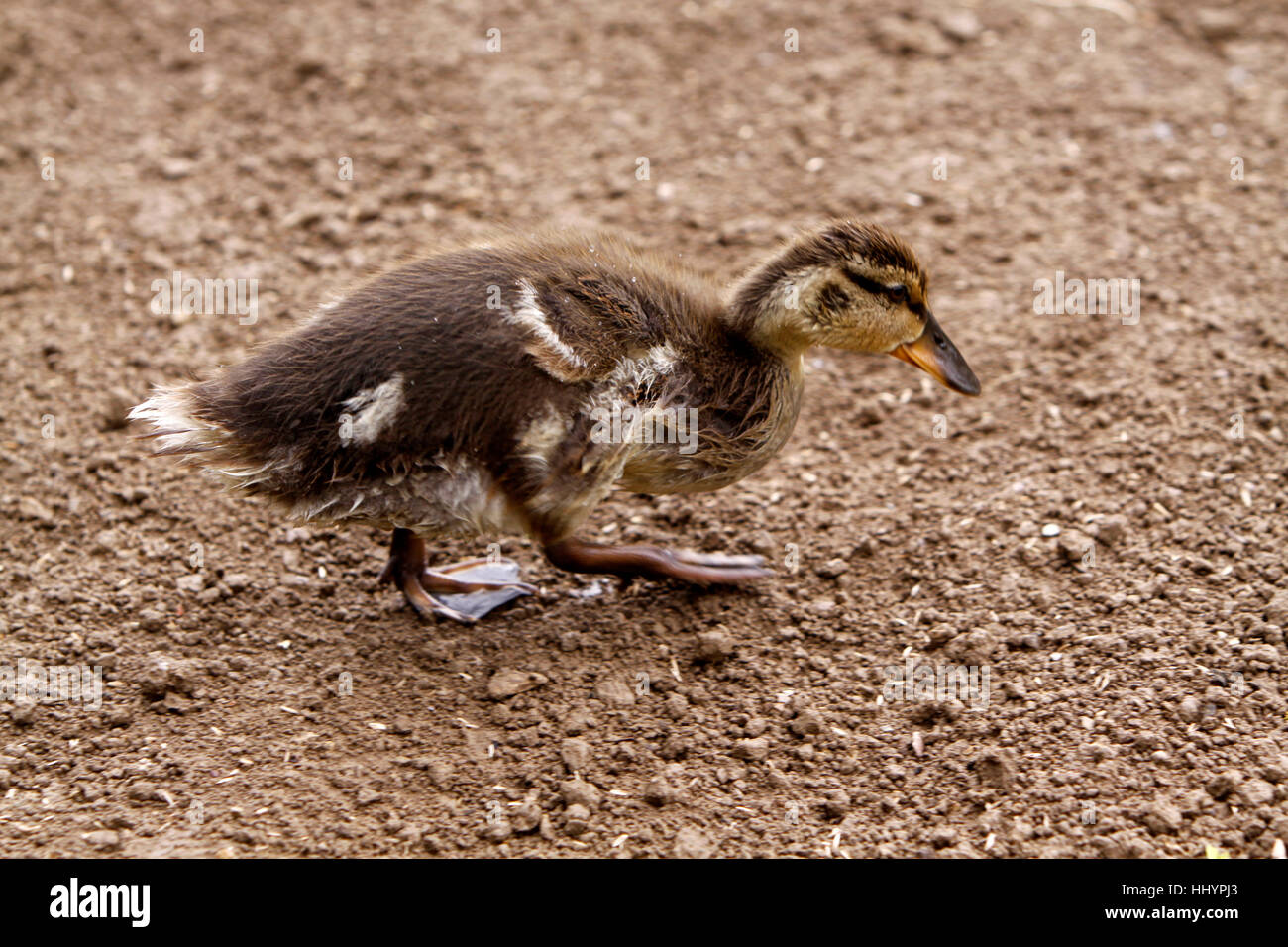 small, tiny, little, short, chick, mallard, cute, waters, animal, bird ...