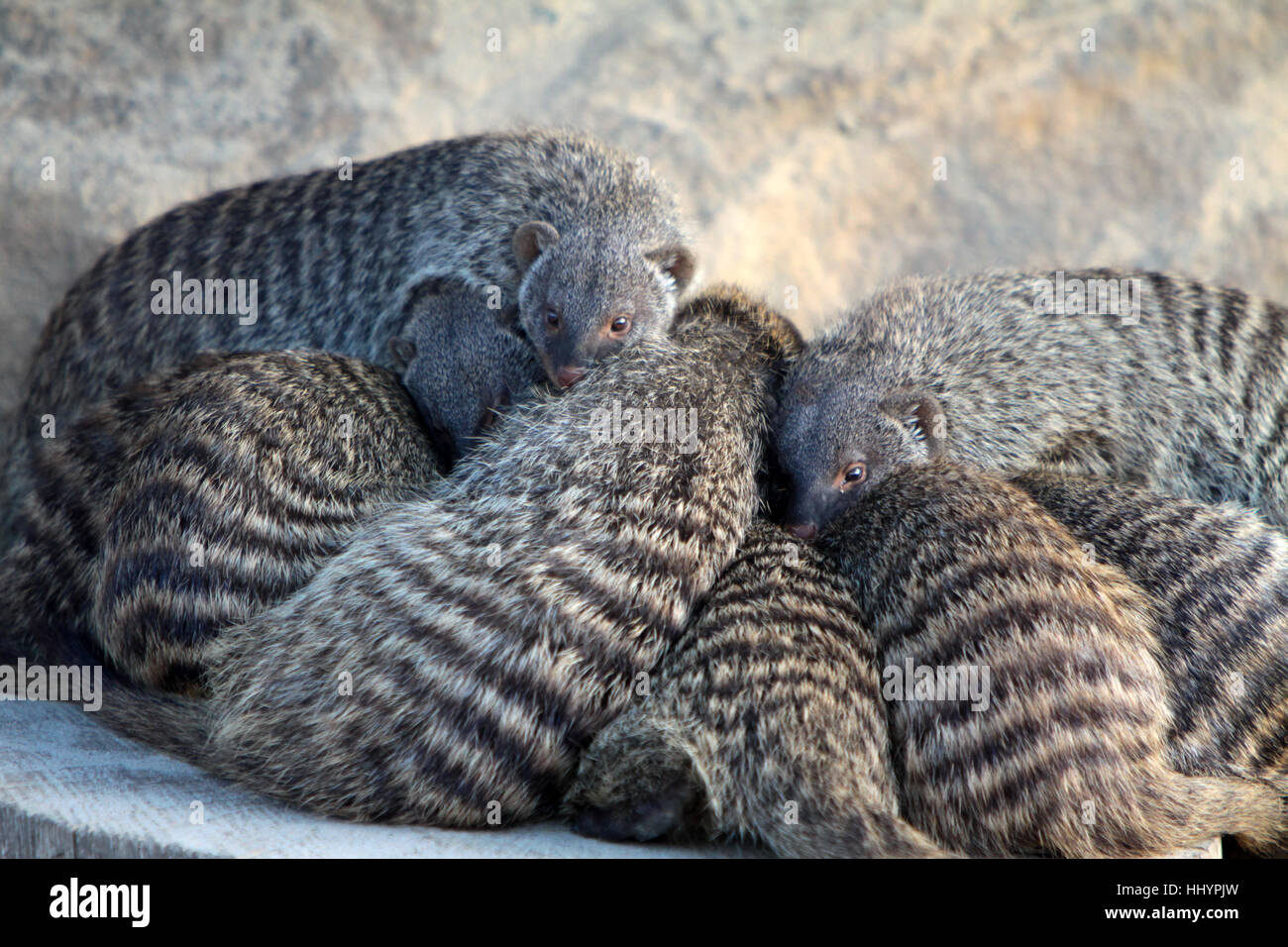 mammal, africa, predator, animal, mammal, africa, animals, mammals ...