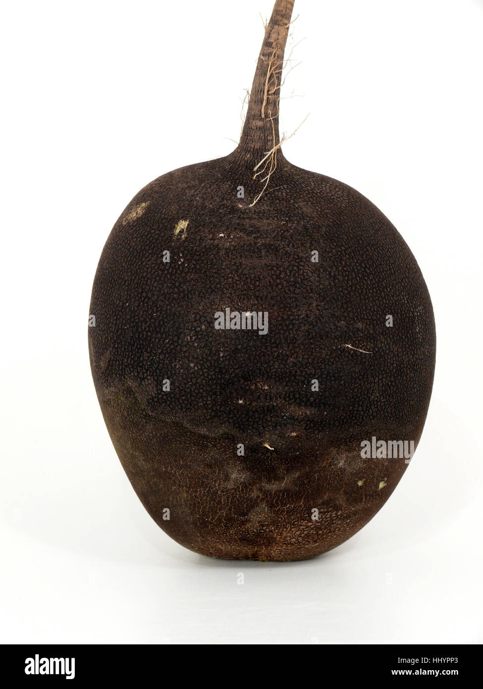 Radish black spanish long hi-res stock photography and images - Alamy