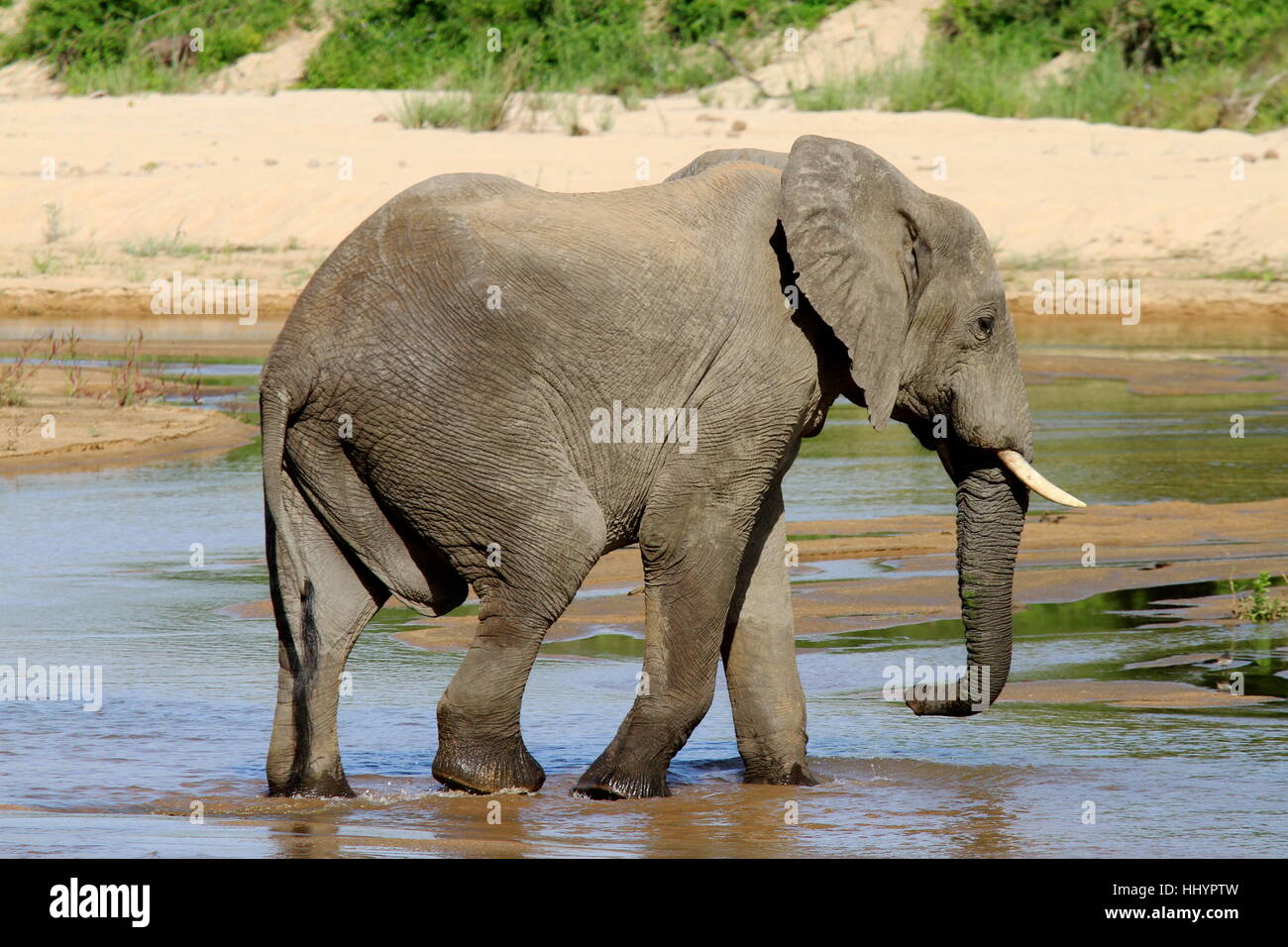 greeting, proboscis, kiss, beating of the heart, hug, embracement ...