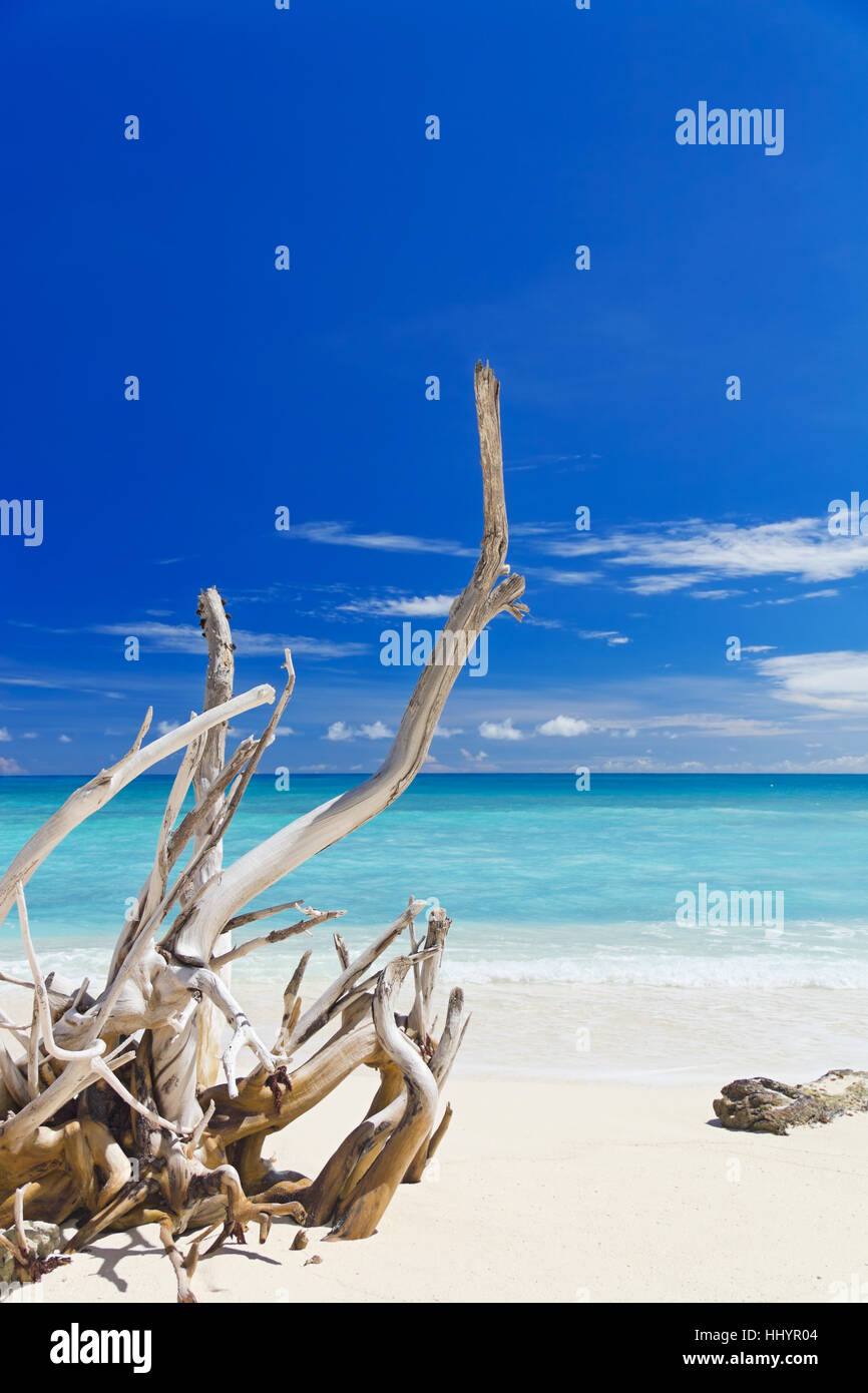 blue, beach, seaside, the beach, seashore, branch, tropical, salt water ...