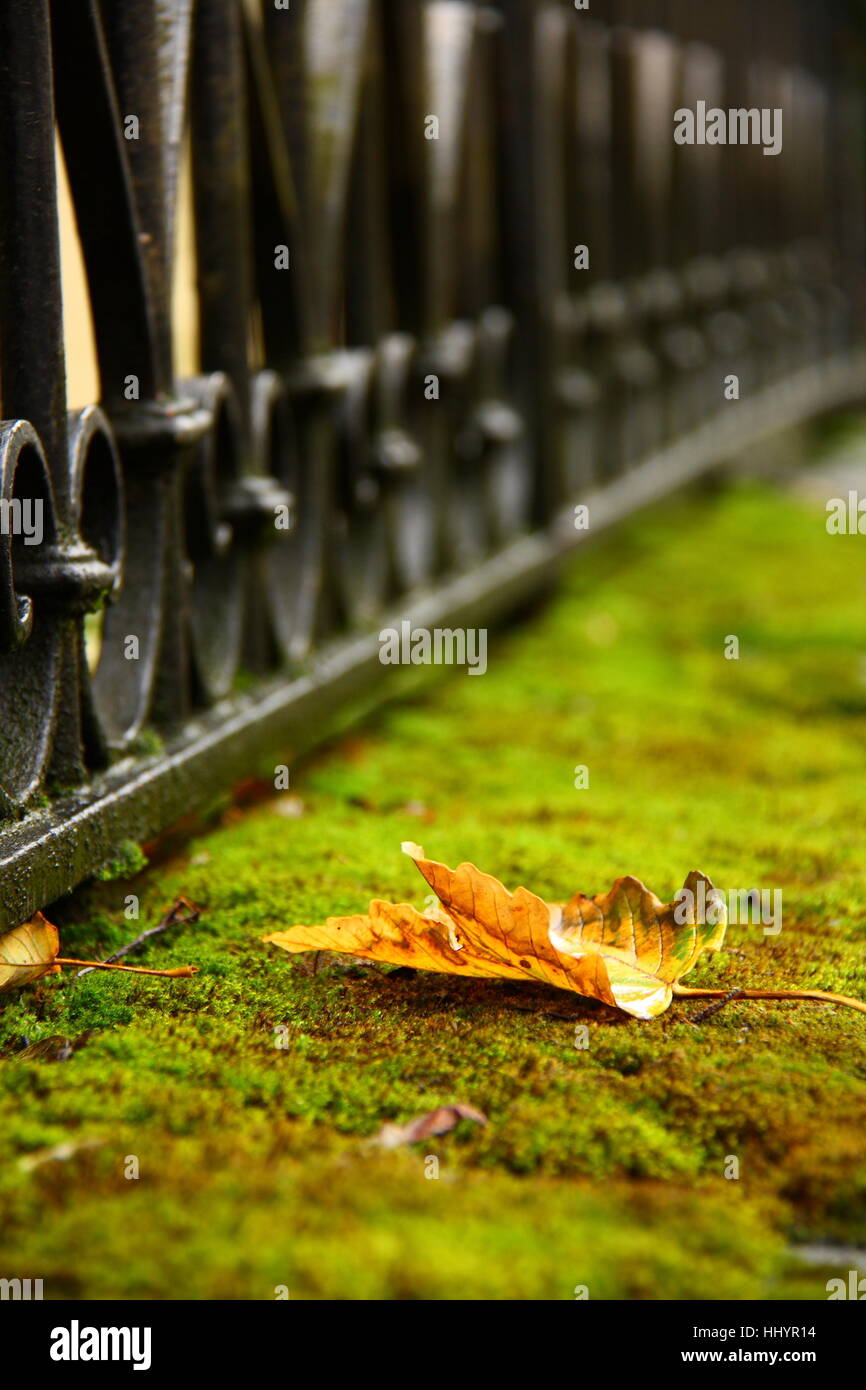 leaf, environment, enviroment, closeup, green, flora, summer, summerly ...