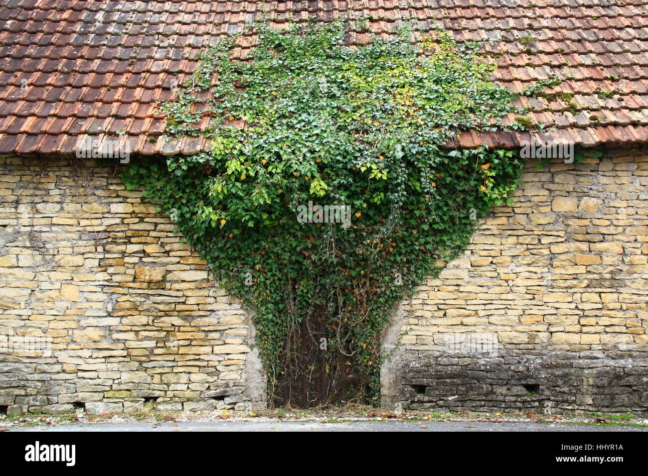 leaf, isolated, tree, wall, spring, bouncing, bounces, hop, skipping ...