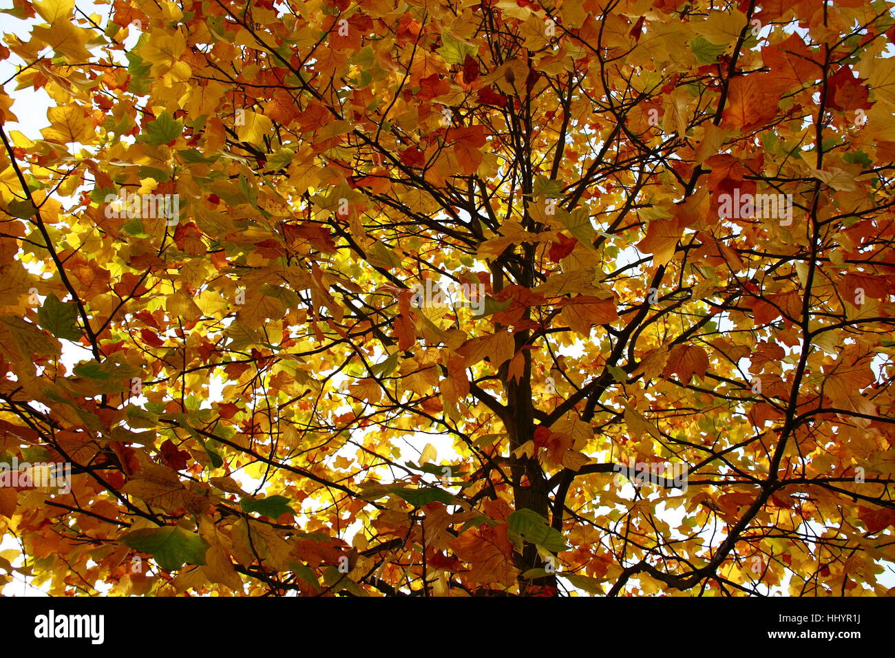 beautiful, beauteously, nice, leaf, environment, enviroment, closeup ...