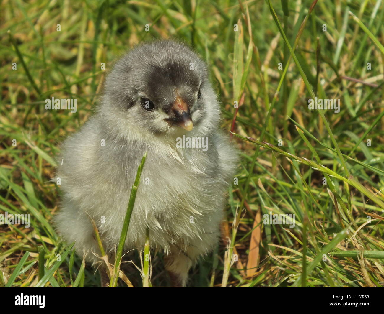 Buff brahma chicken hi-res stock photography and images - Alamy