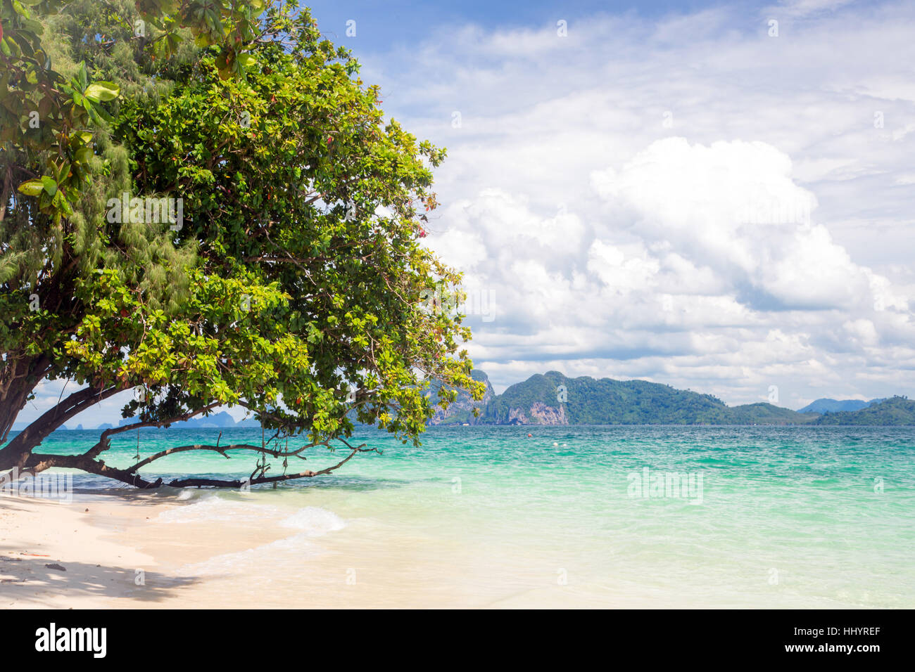 tree, beach, seaside, the beach, seashore, coast, tropical, landscape ...