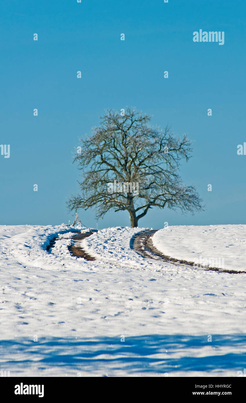 tree in snow Stock Photo - Alamy